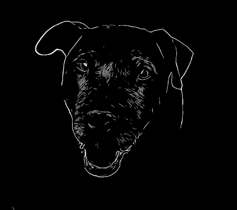 Articoli per cani e gatti – SILLYROSE